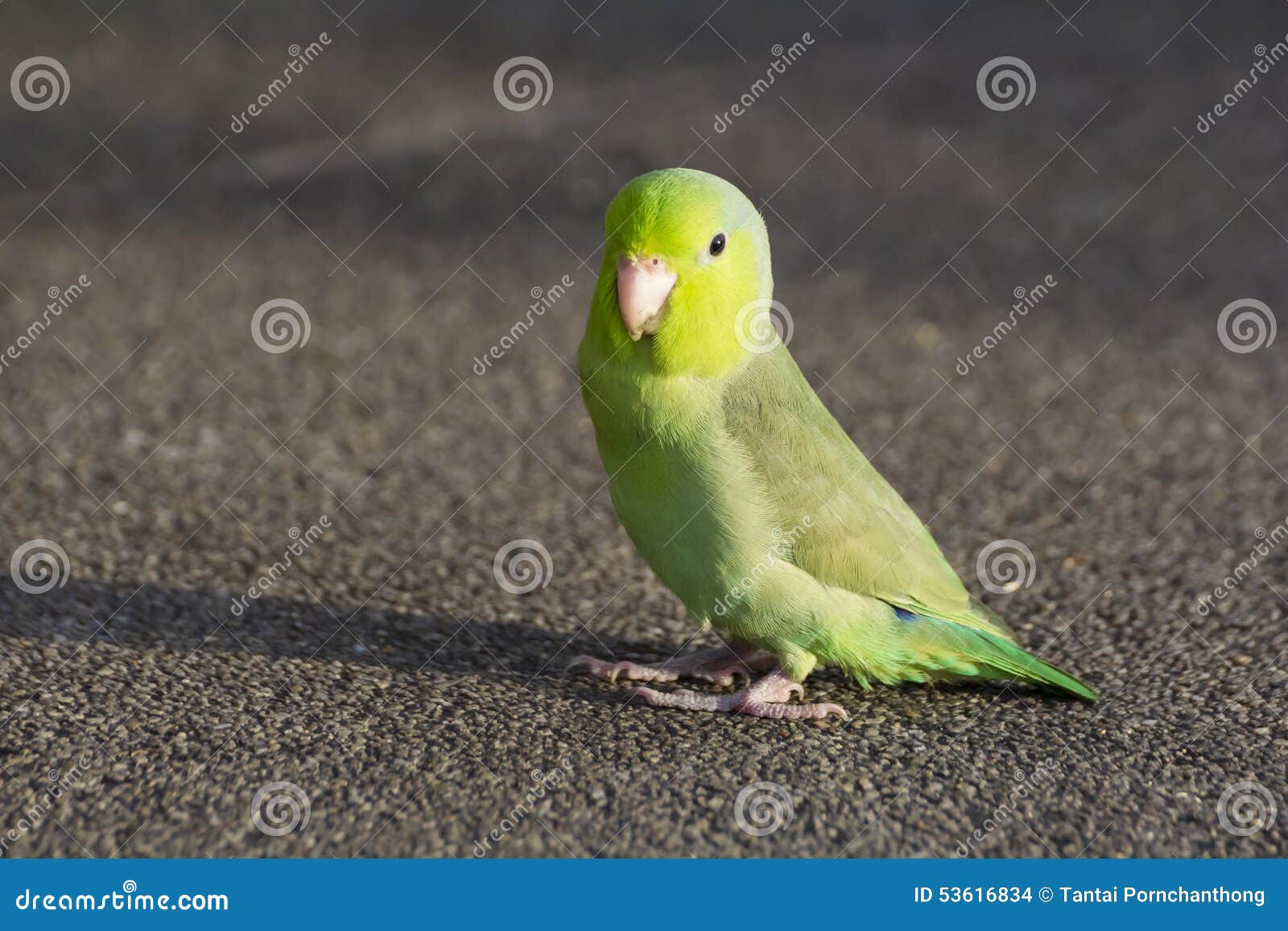 Petit perroquet vert photo stock. Image du perroquet - 53616834