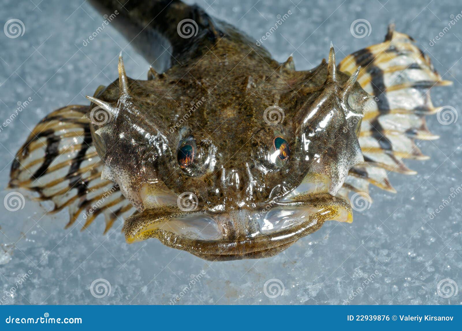 Petit pigfish 2 photo stock. Image du bouche, anomalie - 22939876