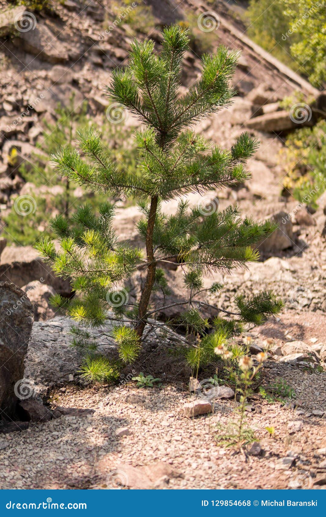 Petit pin simple photo stock. Image du roche, fond, ensoleillé - 129854668