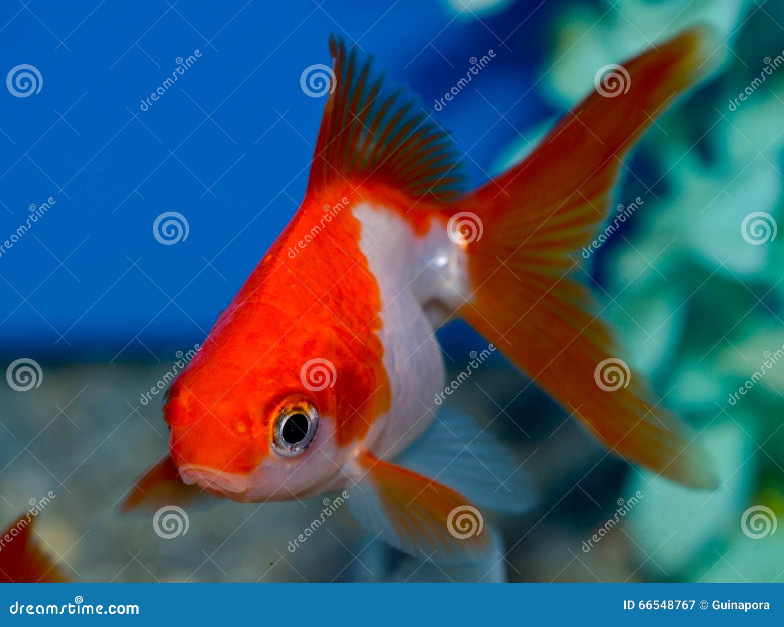 Petit Poisson Rouge Rouge Et Blanc De Ryukin Image stock - Image du ...