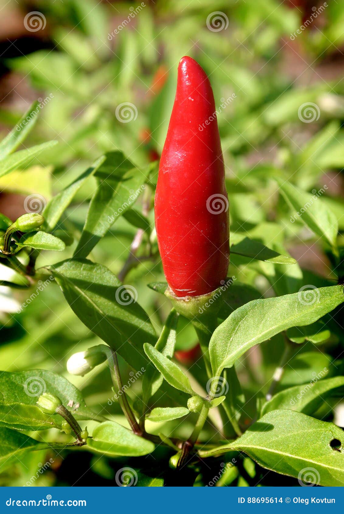 Petit poivron rouge photo stock. Image du poivre, sain - 88695614