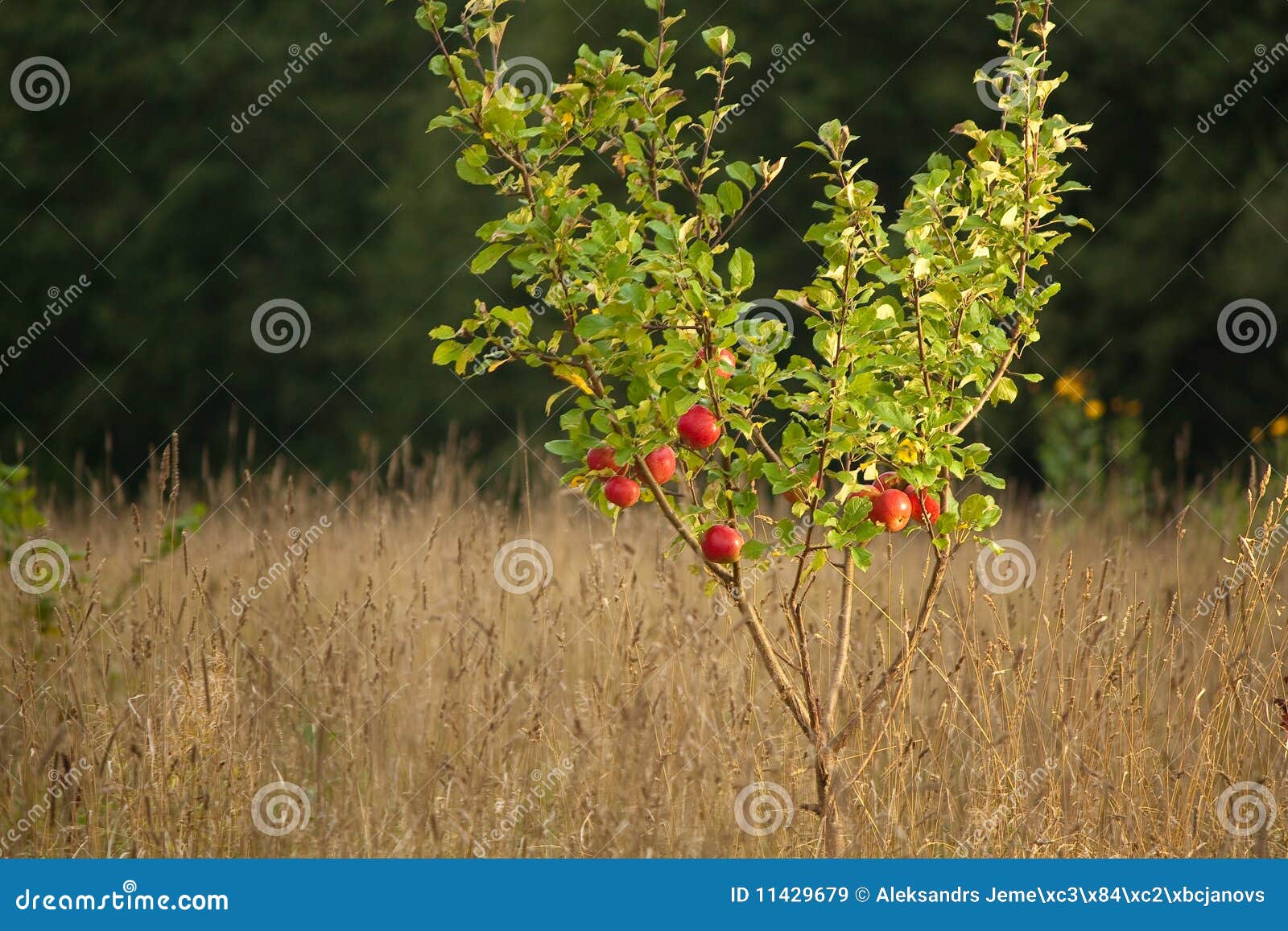 Petit pommier image stock. Image du durée, plantation - 11429679