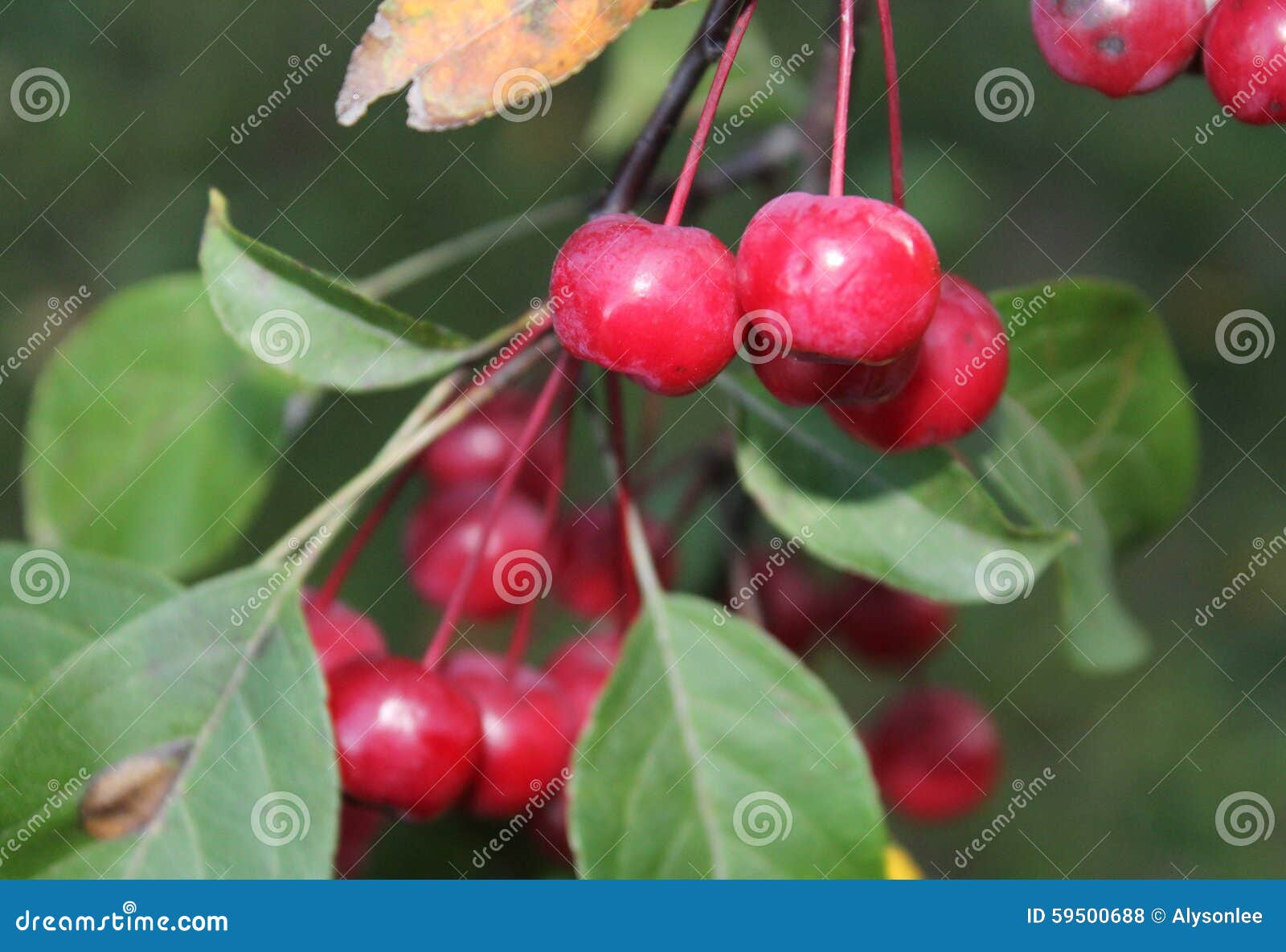 Petit pommier en automne photo stock. Image du lumineux - 59500688