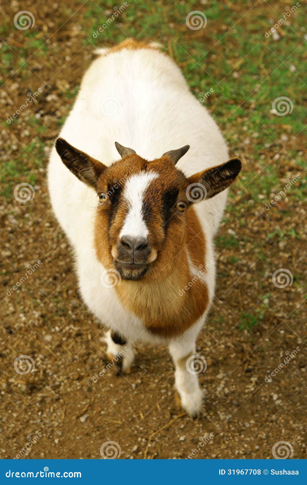 Petit Portrait De Chèvre Photos libres de droits - Image: 31967708