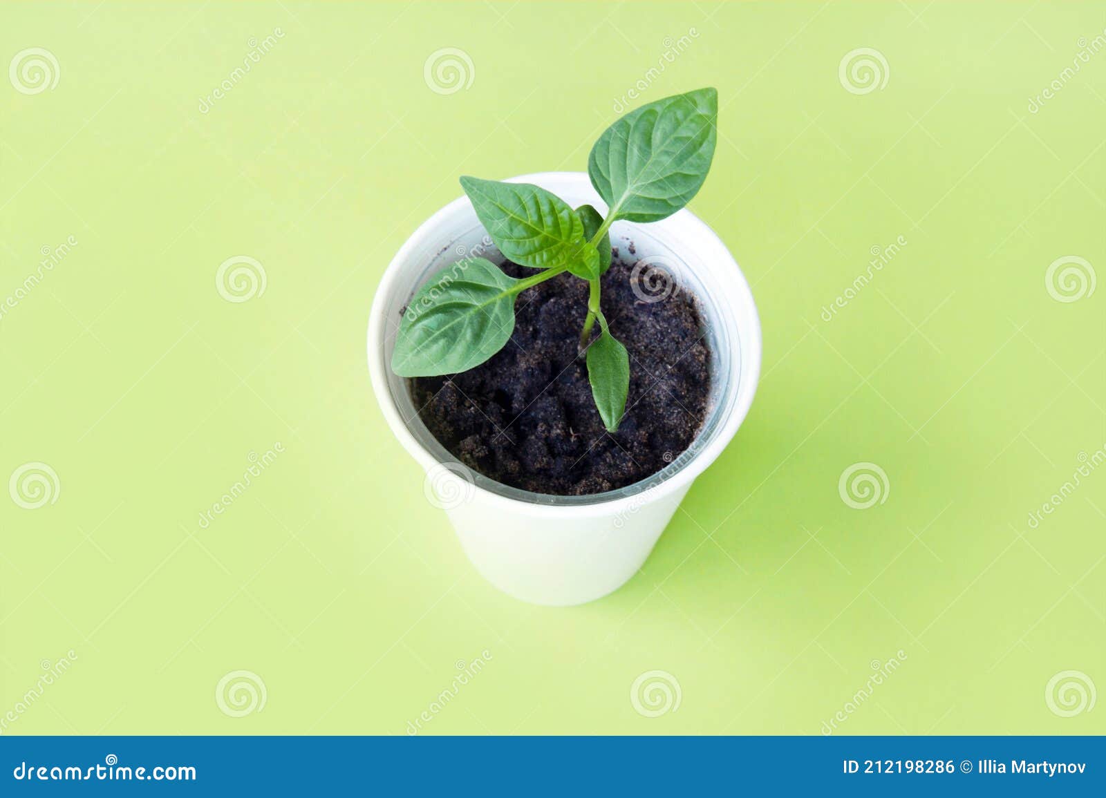 Petit Pot Avec Plantule Sur Fond Vert Photo stock - Image du croissance ...