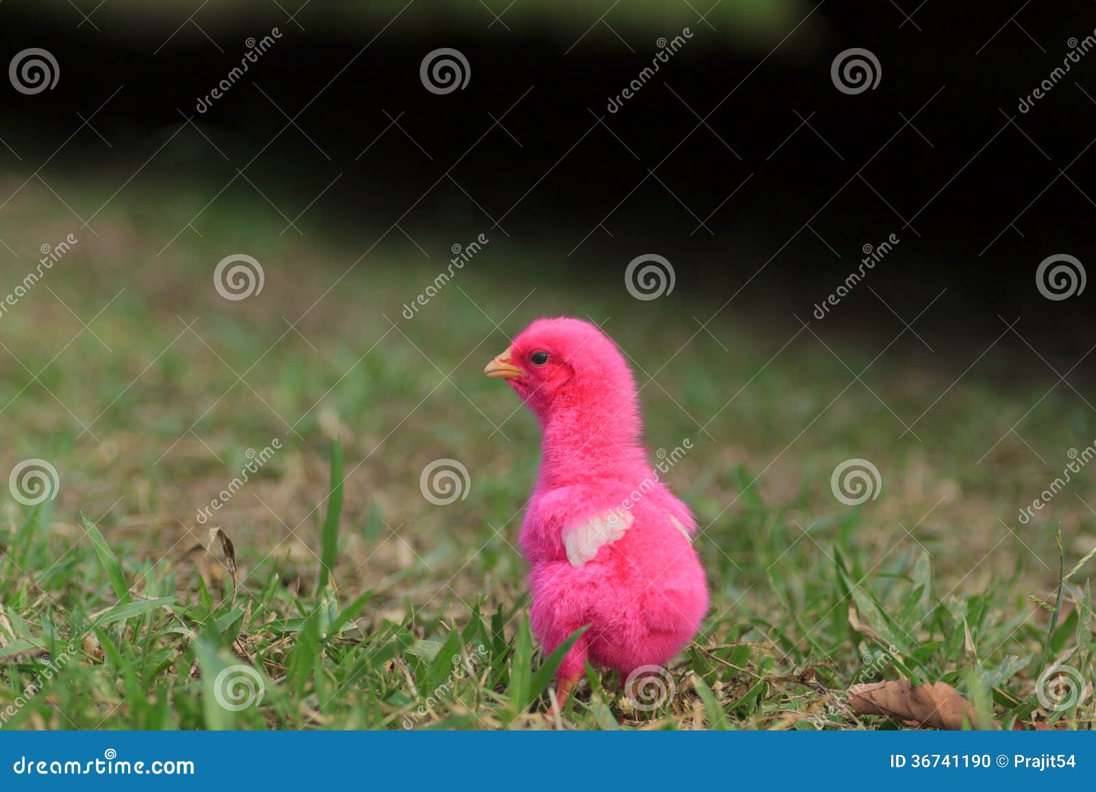 Petit poulet rose photo stock. Image du nature, jeune - 36741190