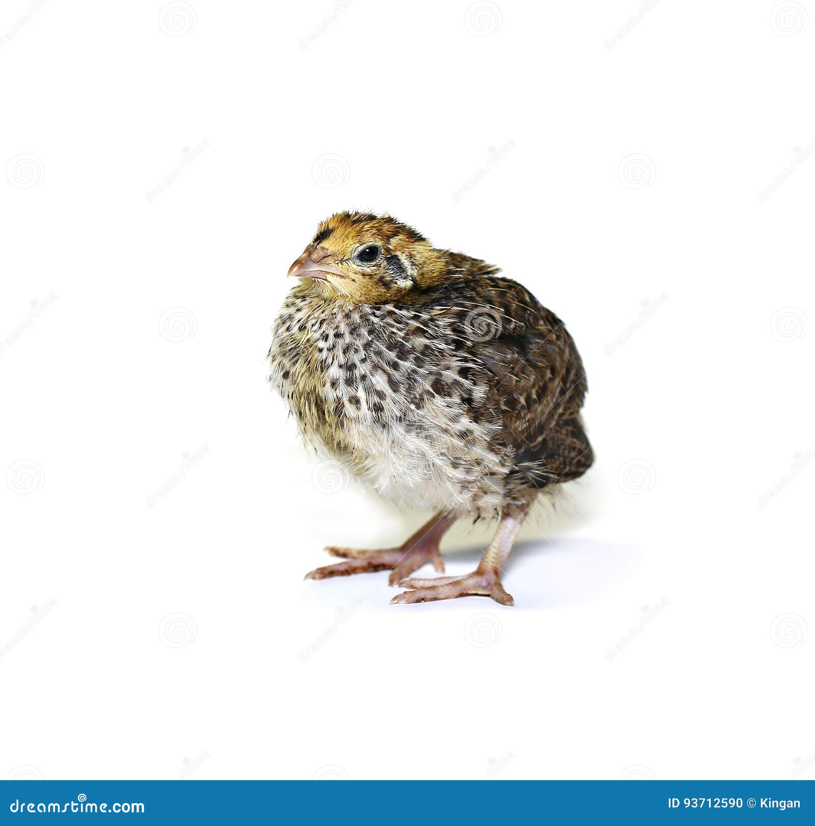 Petit poussin de cailles photo stock. Image du petit - 93712590