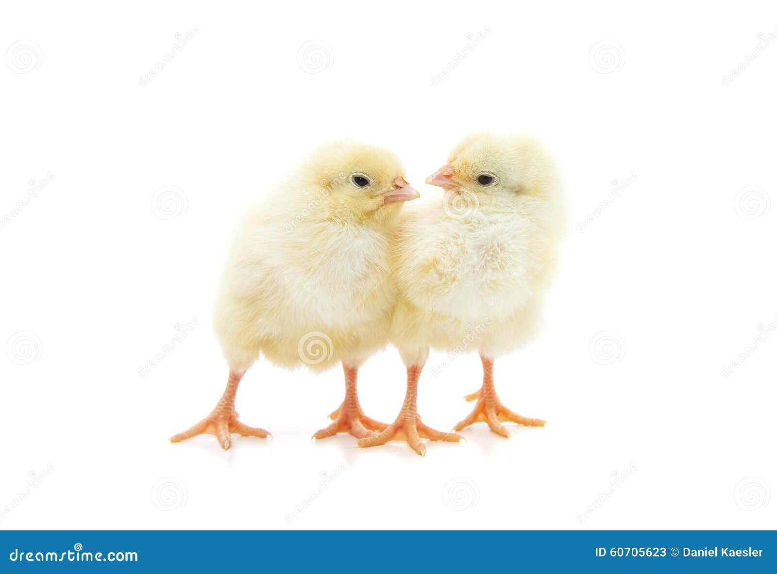 Petit poussin deux mignon image stock. Image du ferme - 60705623
