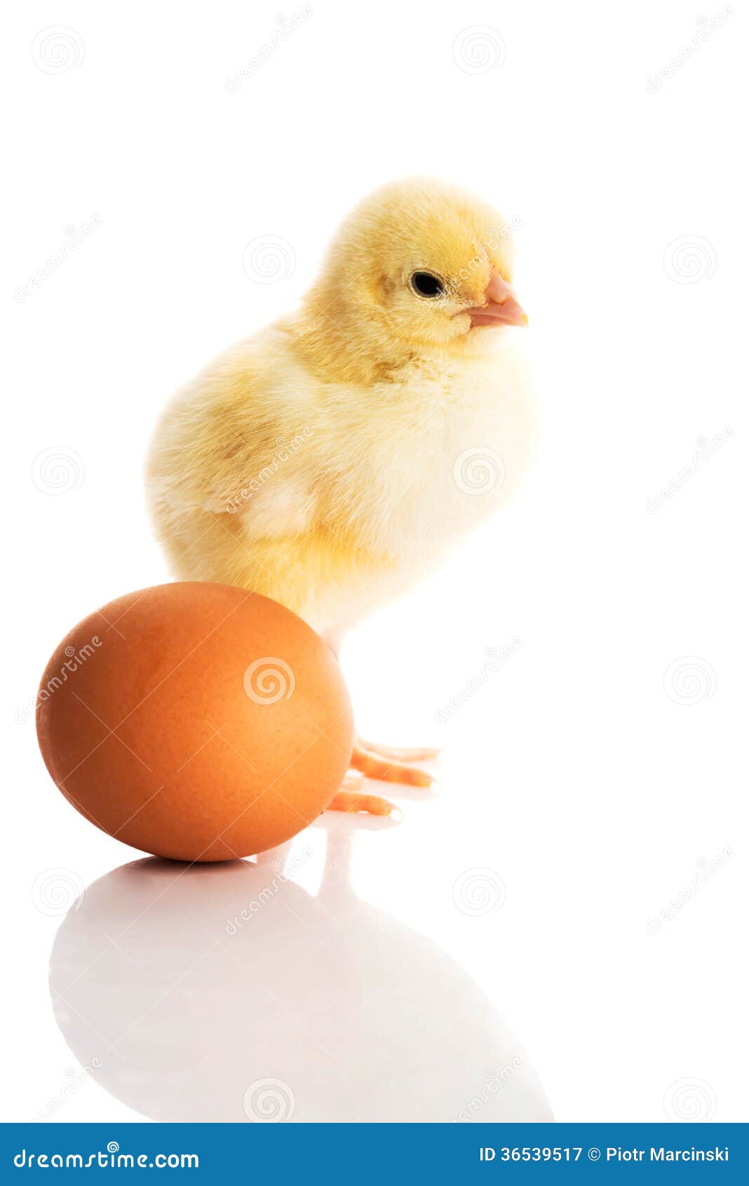 Petit Poussin Jaune Avec L'oeuf. Image stock - Image du oeuf, durée ...