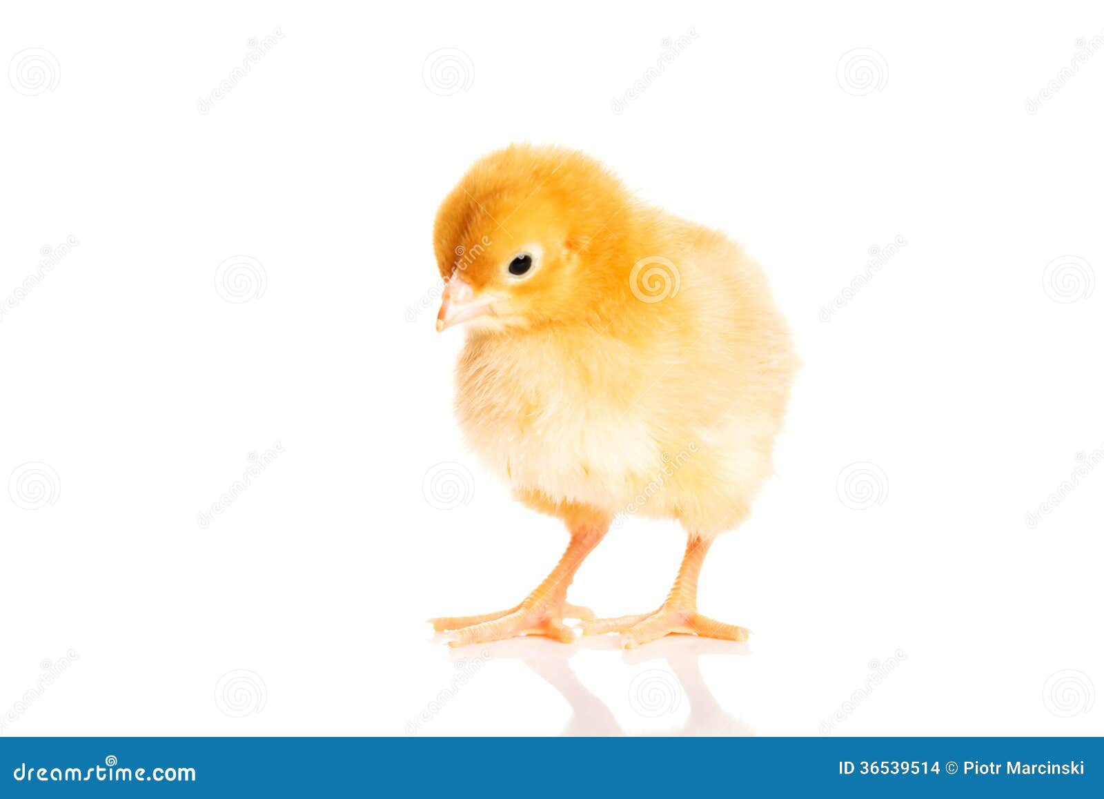 Petit Poussin Jaune De Pâques. Images stock - Image: 36539514