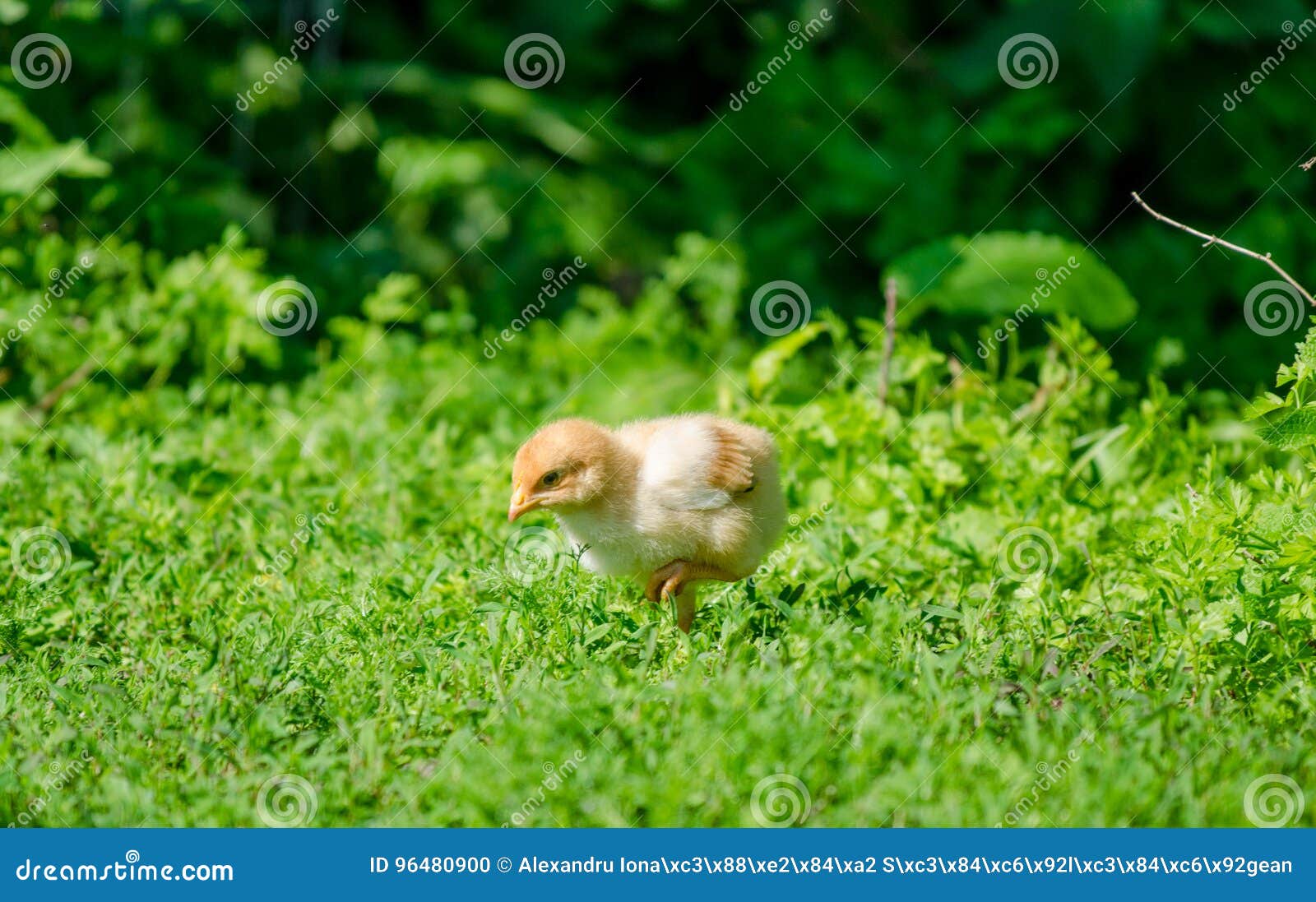 4,072 Petit Poussin Mignon Photos libres de droits et gratuites de ...