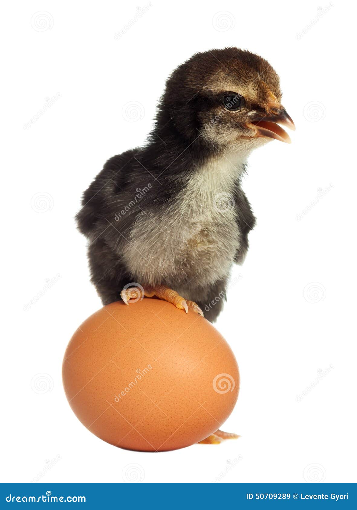 Petit Poussin Noir Mignon Avec L'oeuf Image stock - Image du nature ...