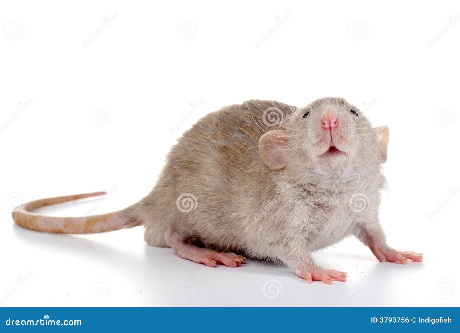 Petit rat photo stock. Image du velu, isolement, patte - 3793756