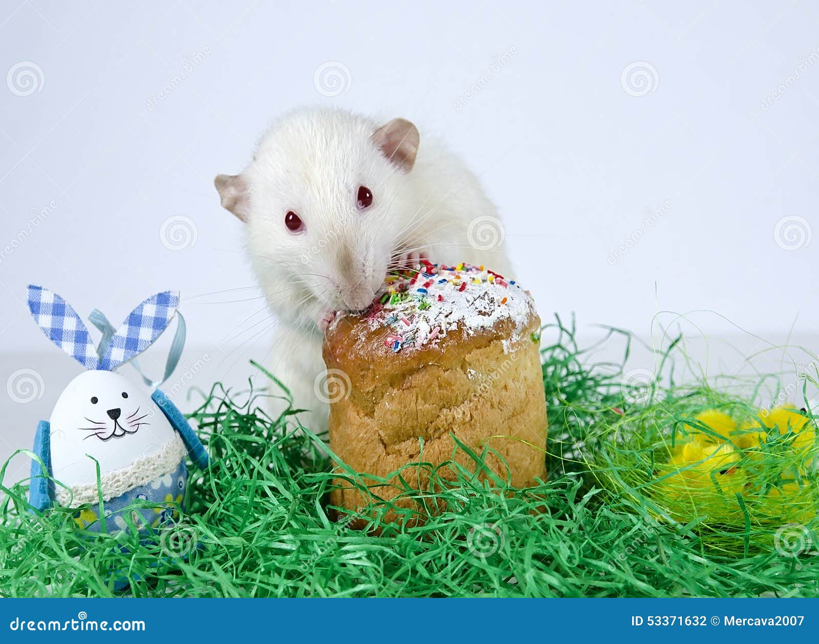 Petit rat mignon photo stock. Image du gourmet, mammifères - 53371632