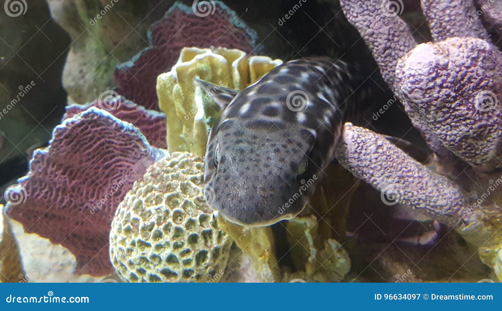 Petit requin image stock. Image du animal, océan, petit - 96634097