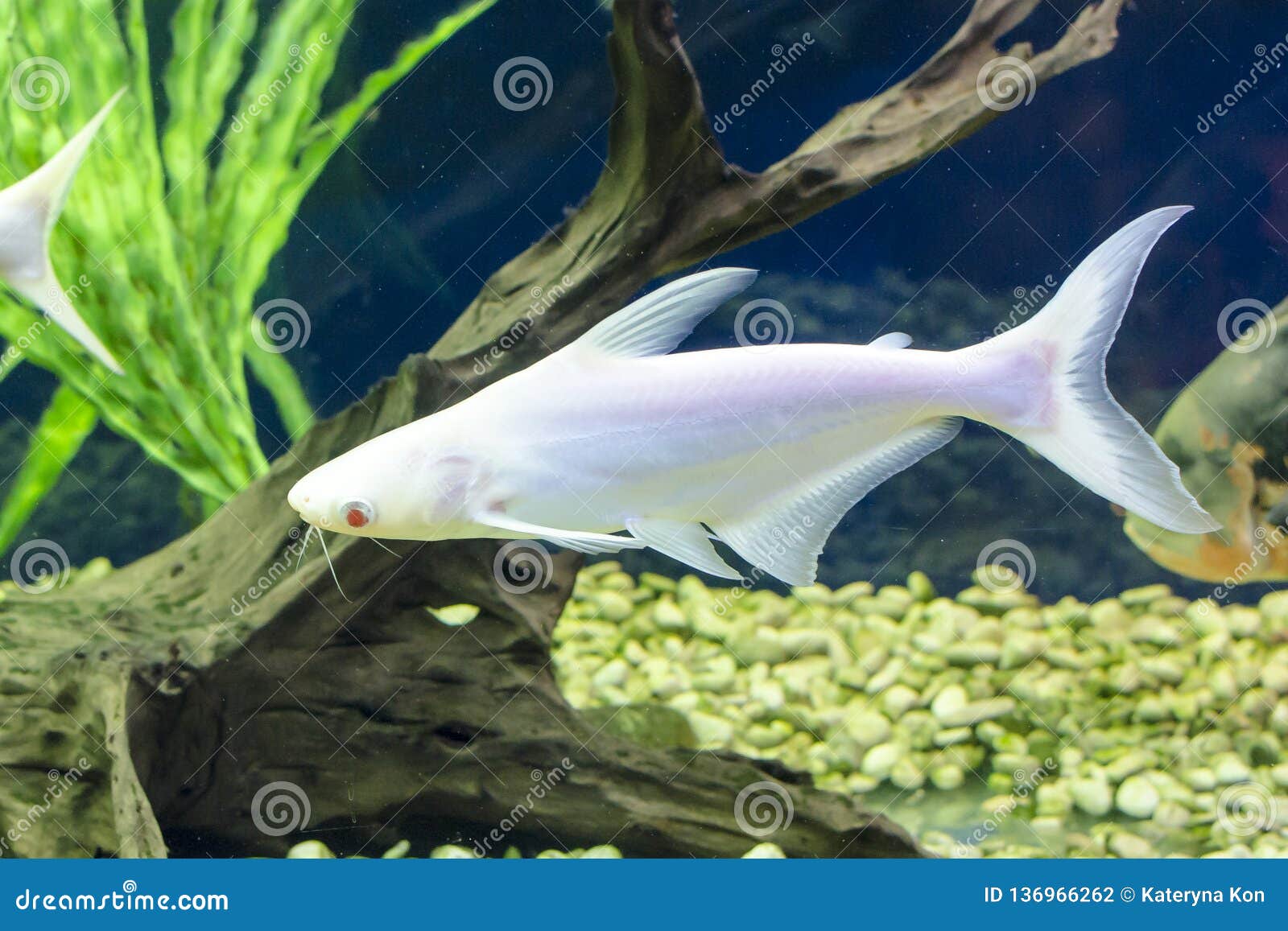 Petit requin albinos photo stock. Image du blanc, albinisme - 136966262