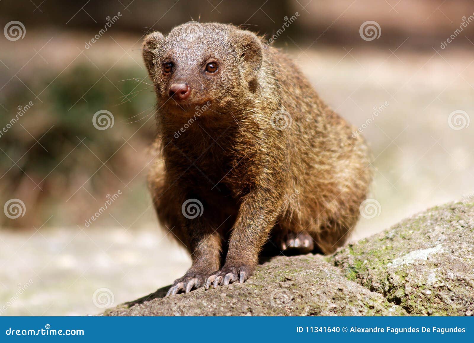Petit rongeur photo stock. Image du séance, amérique - 11341640