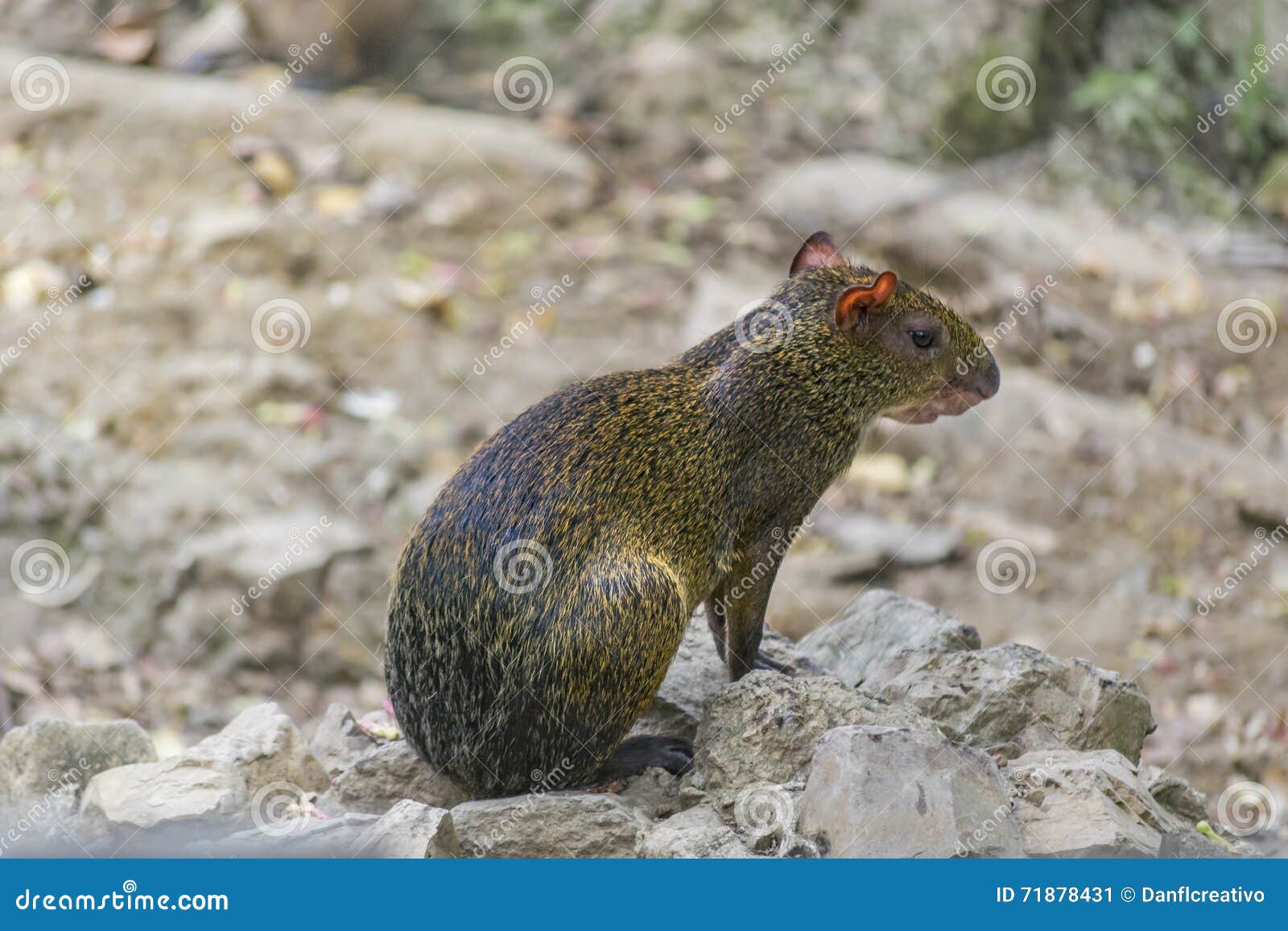 Petit rongeur image stock. Image du rongeur, pierre, animal - 71878431