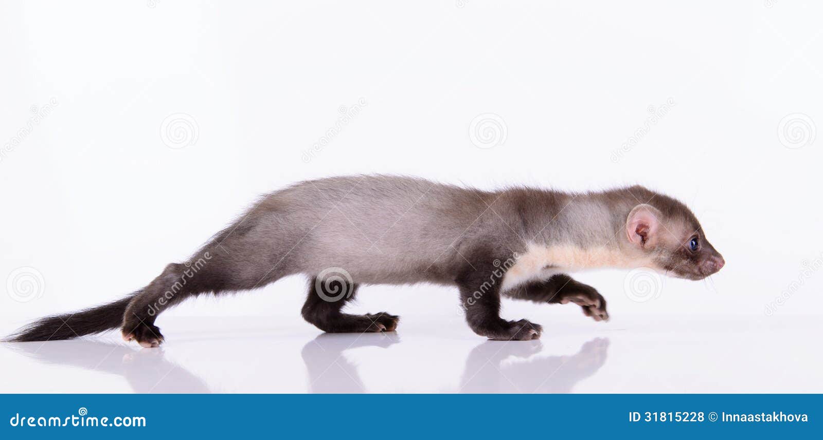 Petit rongeur animal photo stock. Image du belette, prédateur - 31815228