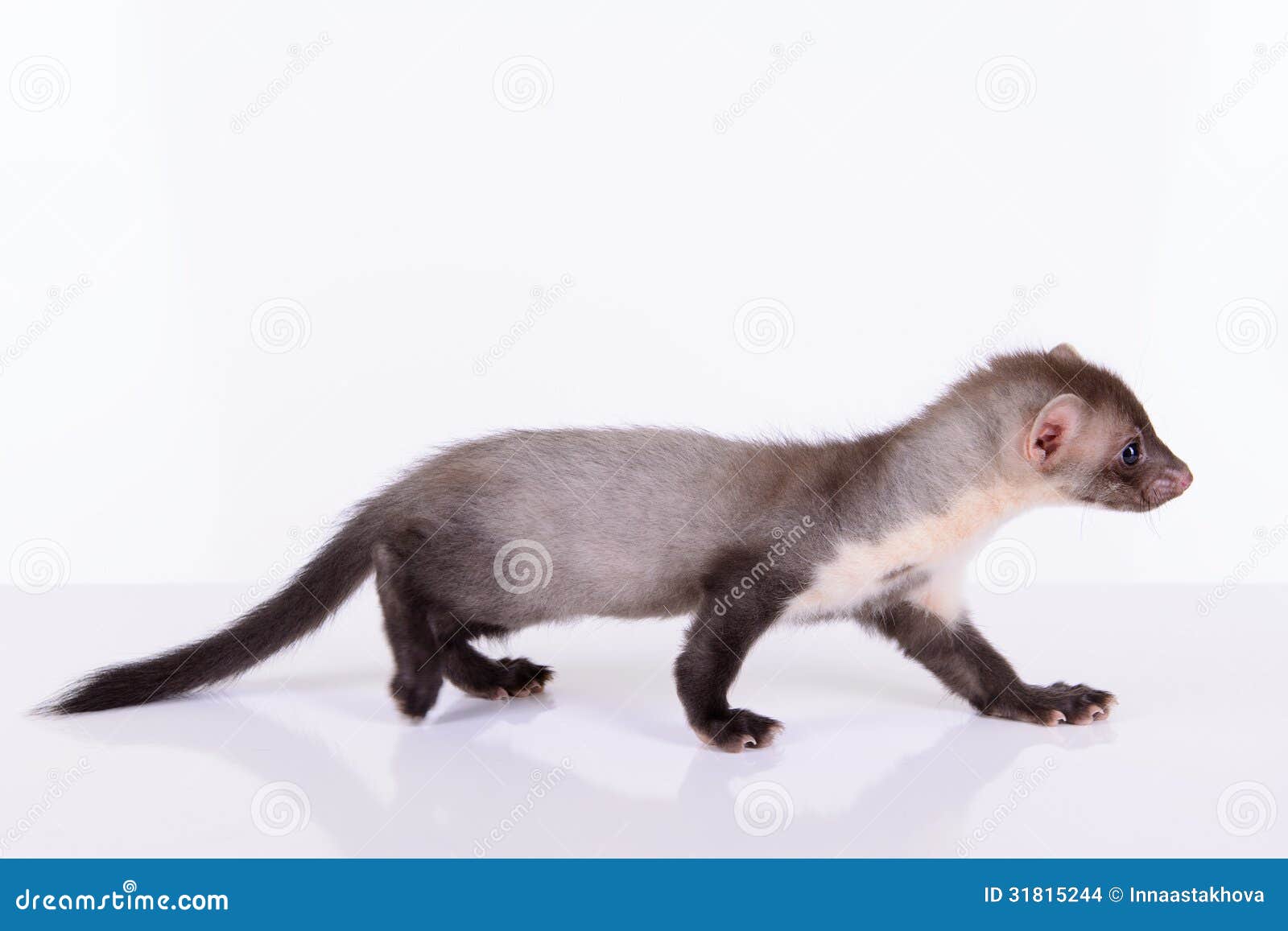 Petit rongeur animal photo stock. Image du favoris, vison - 31815244