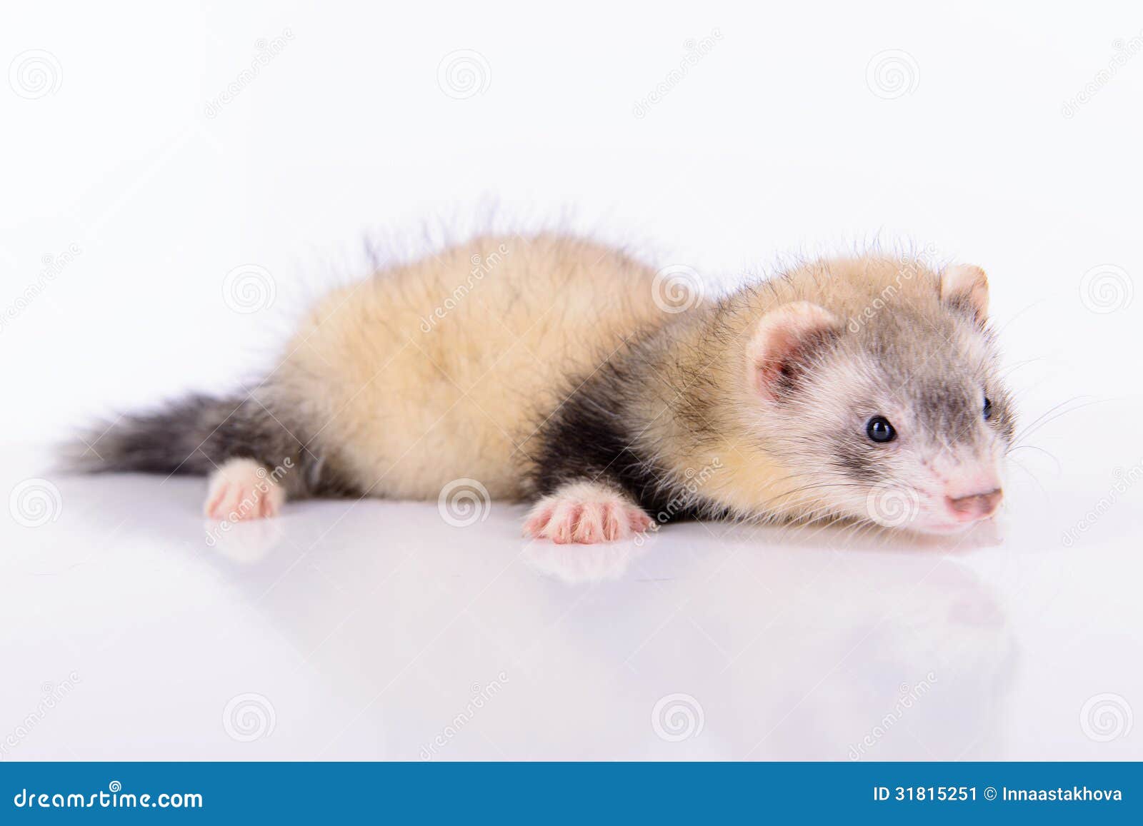 Petit rongeur animal image stock. Image du vison, drôle - 31815251