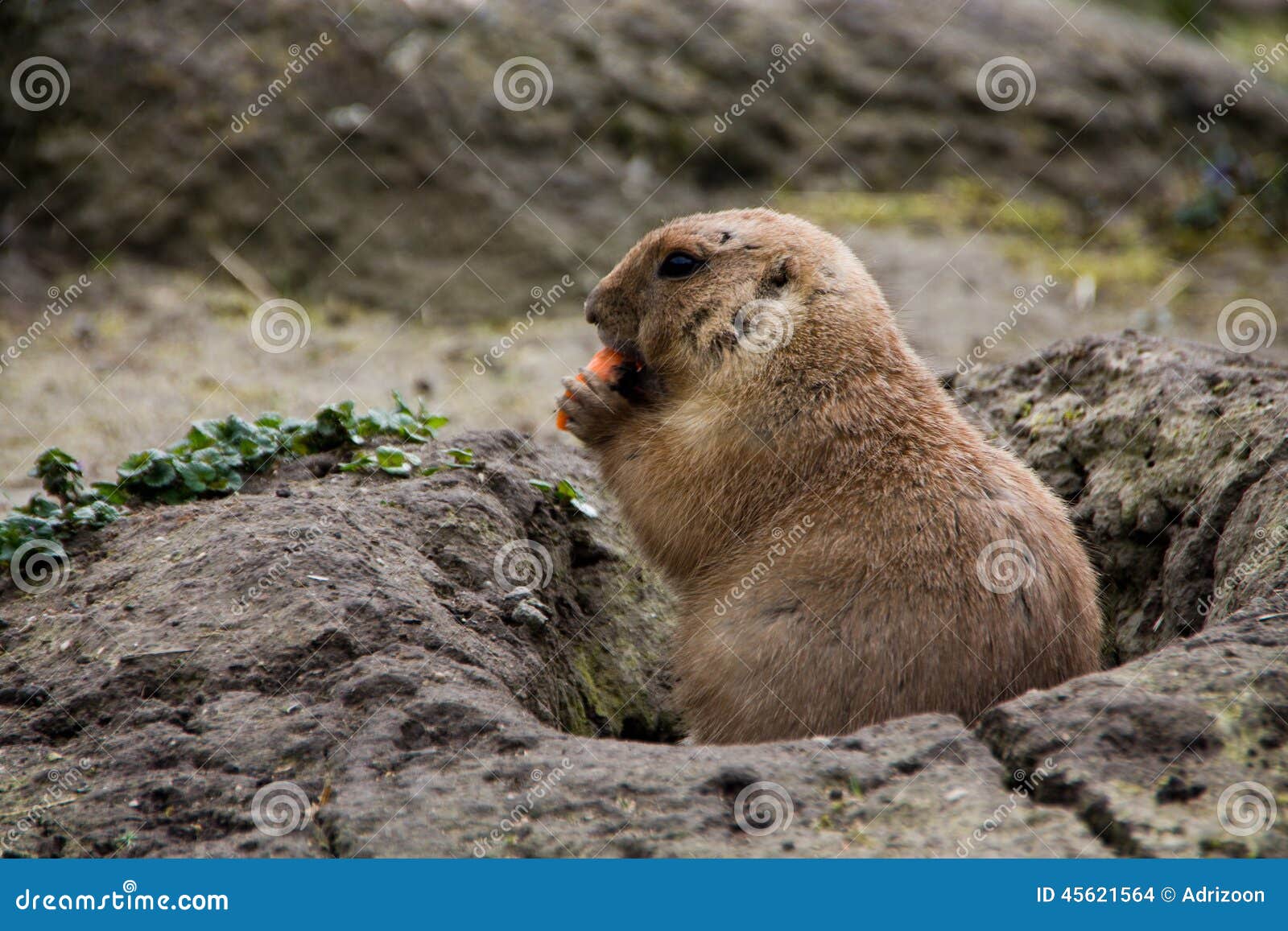 Petit Rongeur Mangeant Une Carotte Photo stock - Image du animal ...