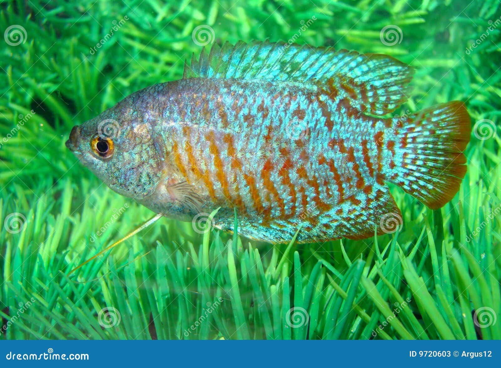 Petit Rouge De Beaux Poissons Bleus De Verseau Image stock - Image du ...