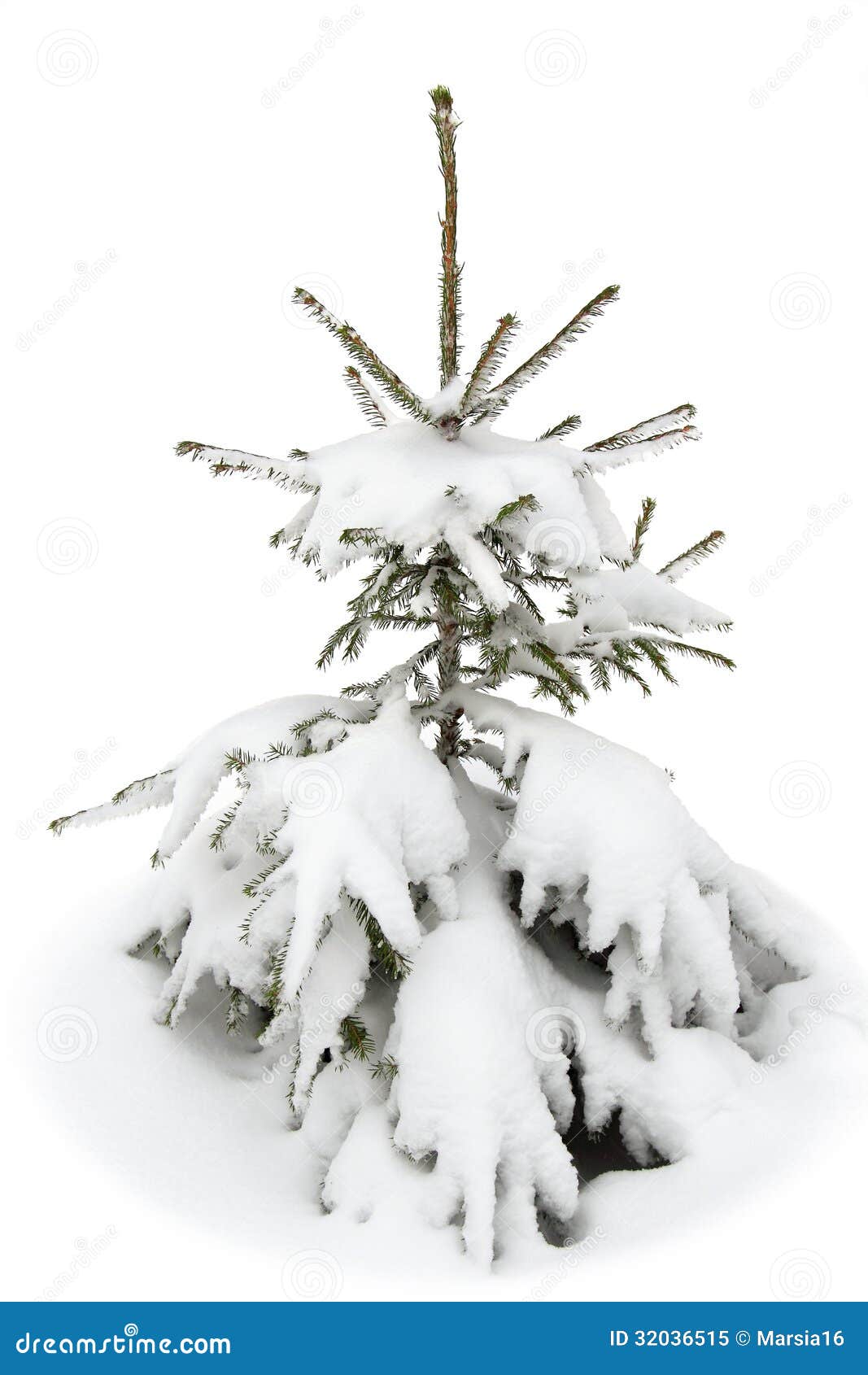 Petit sapin dans la neige image stock. Image du nature - 32036515