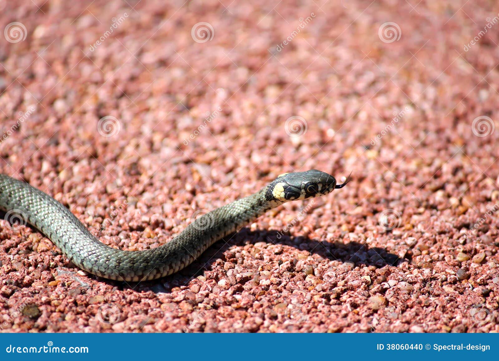 Petit serpent photo stock. Image du fermer, serpentin - 38060440