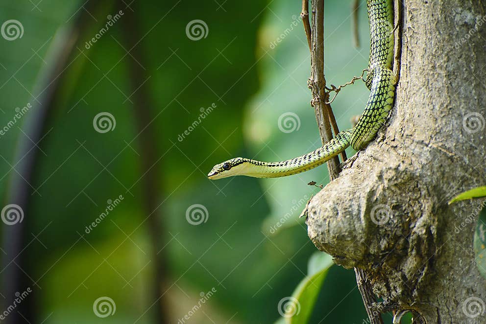 Petit serpent photo stock. Image du animal, fermer, durée - 53292134