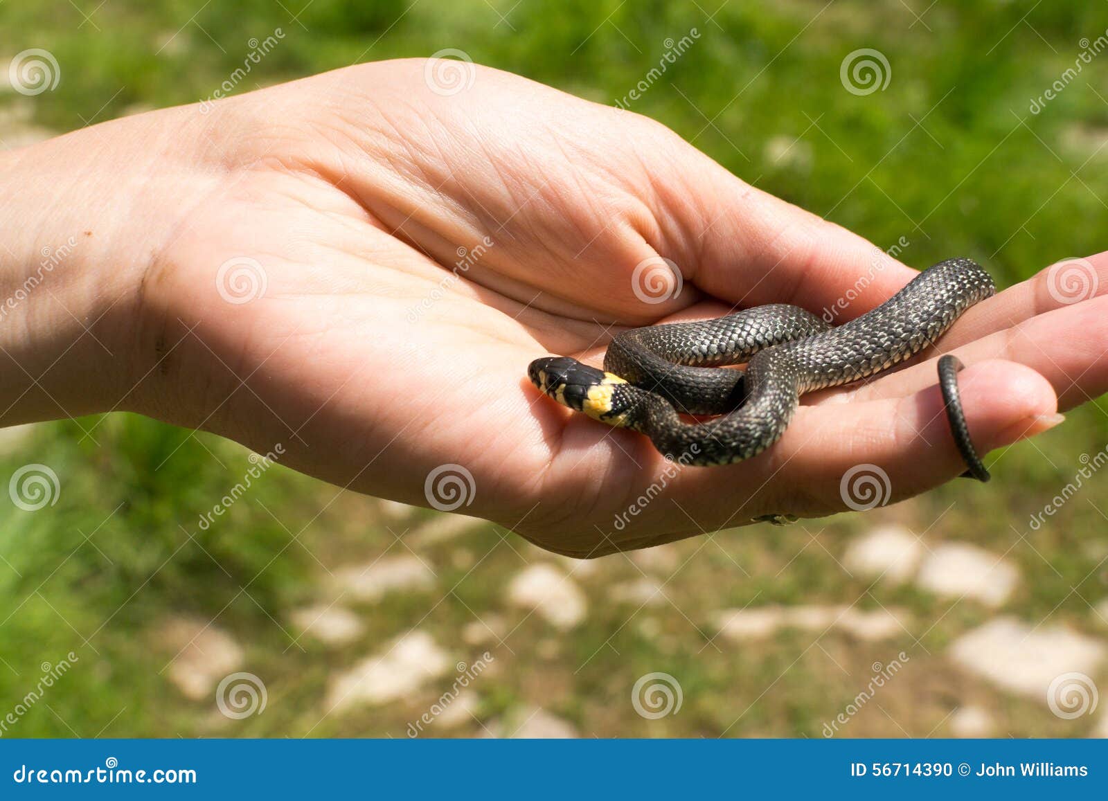 Petit Serpent D'herbe Dans La Main Humaine Photo stock - Image du main ...