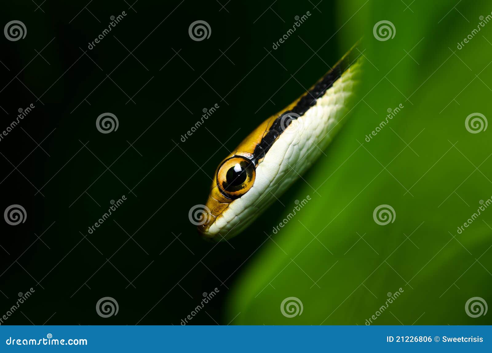 Petit Serpent En Nature Verte Photo stock - Image du été, serpent: 21226806