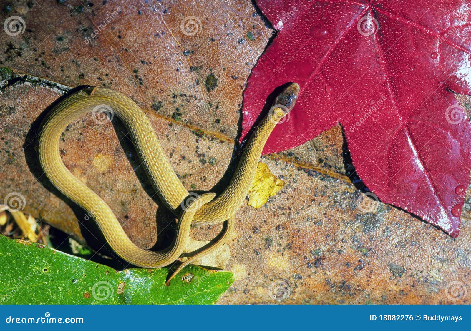 Petit serpent jaune photo stock. Image du lame, nature - 18082276
