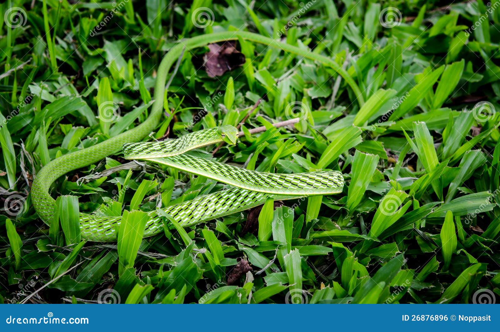 Petit serpent vert rugueux photo stock. Image du reptile - 26876896