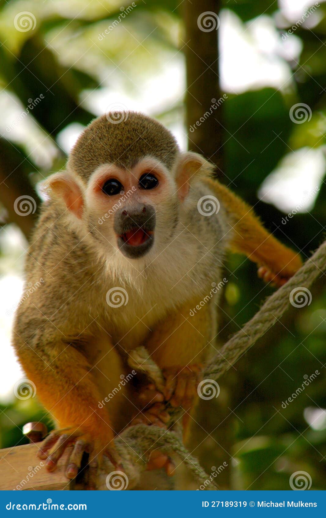 Petit singe image stock. Image du mammifère, central - 27189319