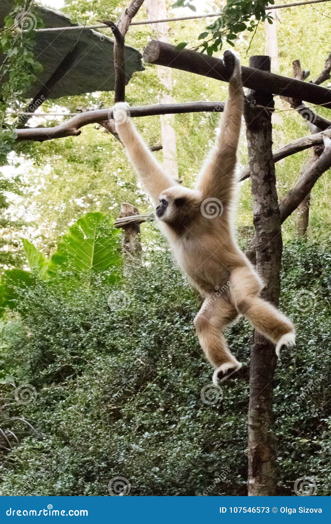 Petit Singe Accrochant Sur L'arbre Image stock - Image du primat ...