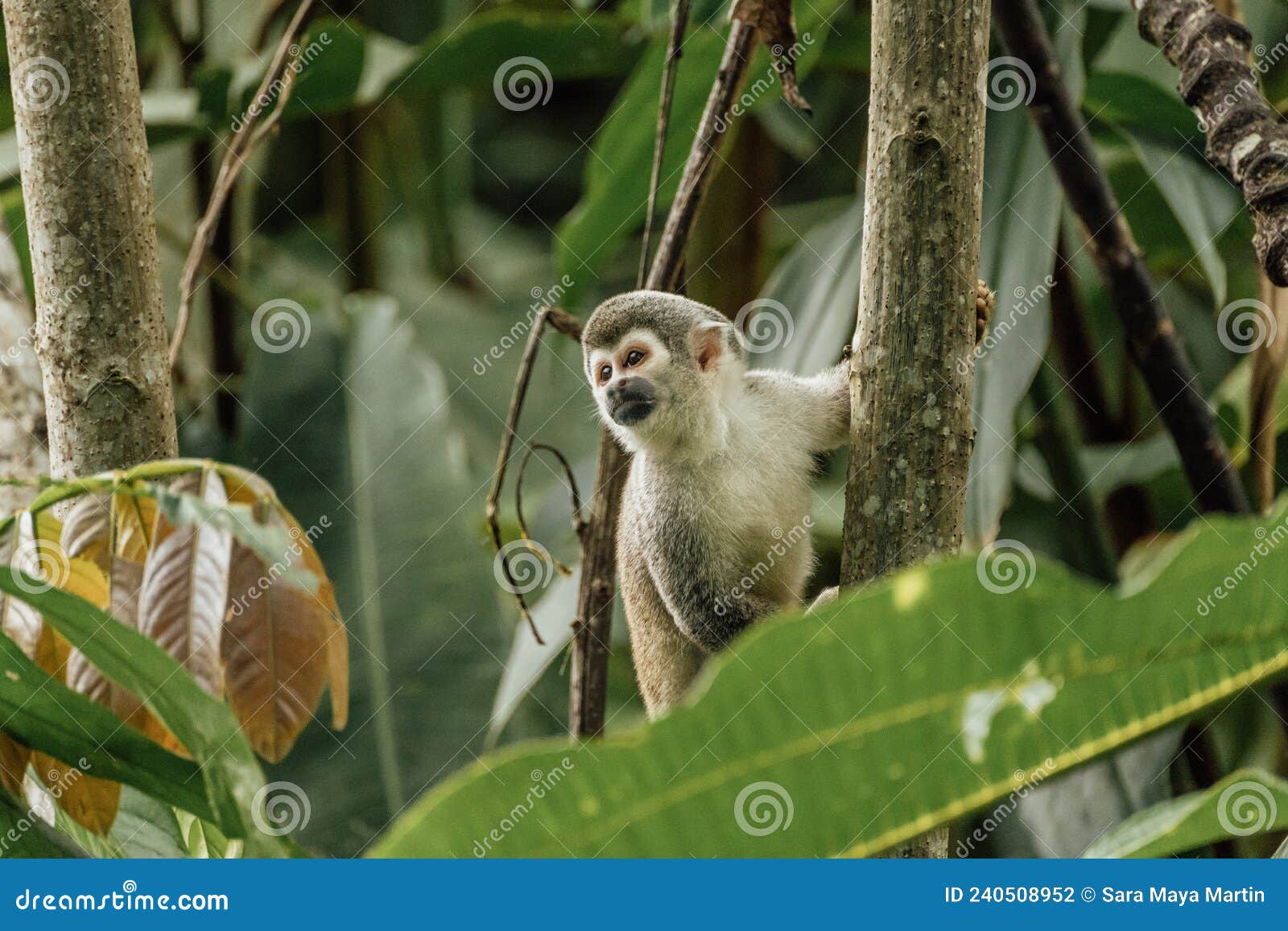 Petit Singe Grimpant Dans Un Arbre Photo stock - Image du amazone ...