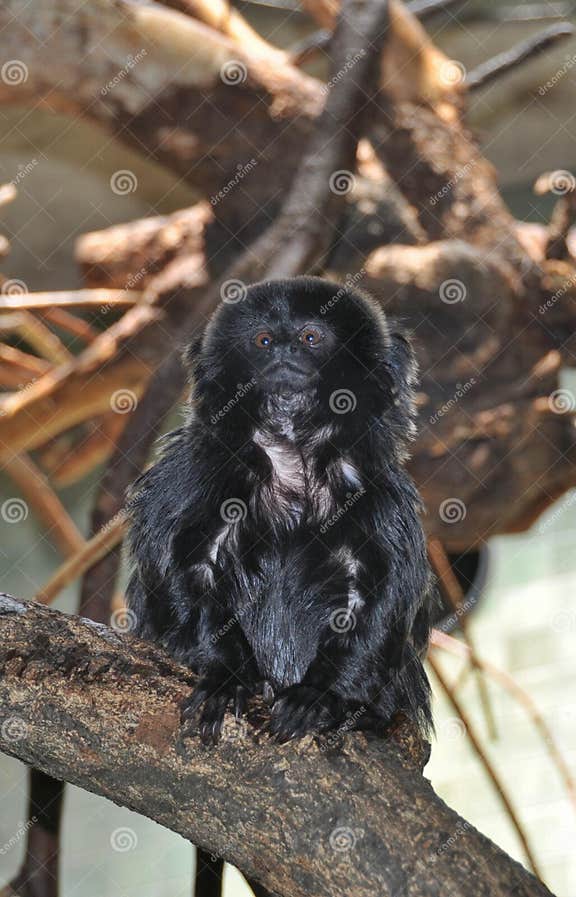 Petit singe noir photo stock. Image du bête, amusement - 52777932