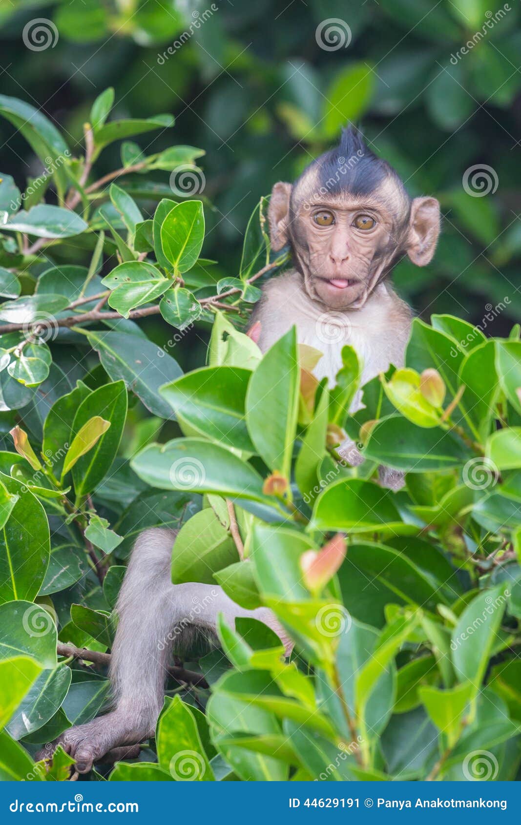 Petit singe sur l'arbre image stock. Image du buisson - 44629191