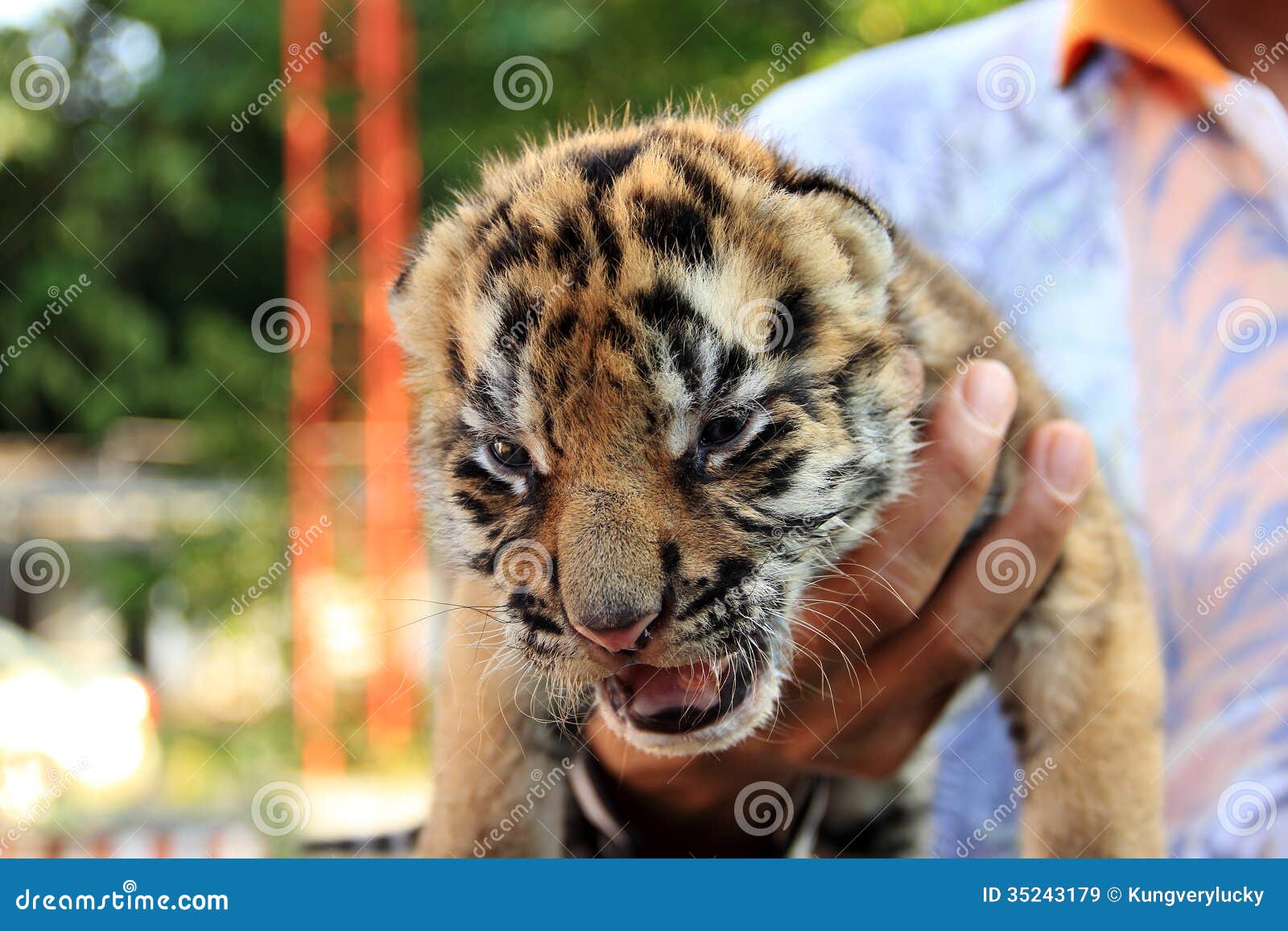 Petit tigre mignon image stock. Image du alimentation - 35243179
