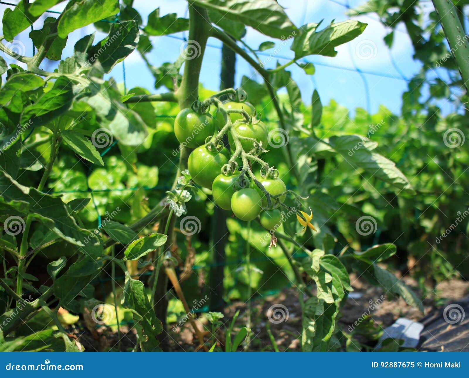 Petit tomatoes stock image. Image of products, small - 92887675