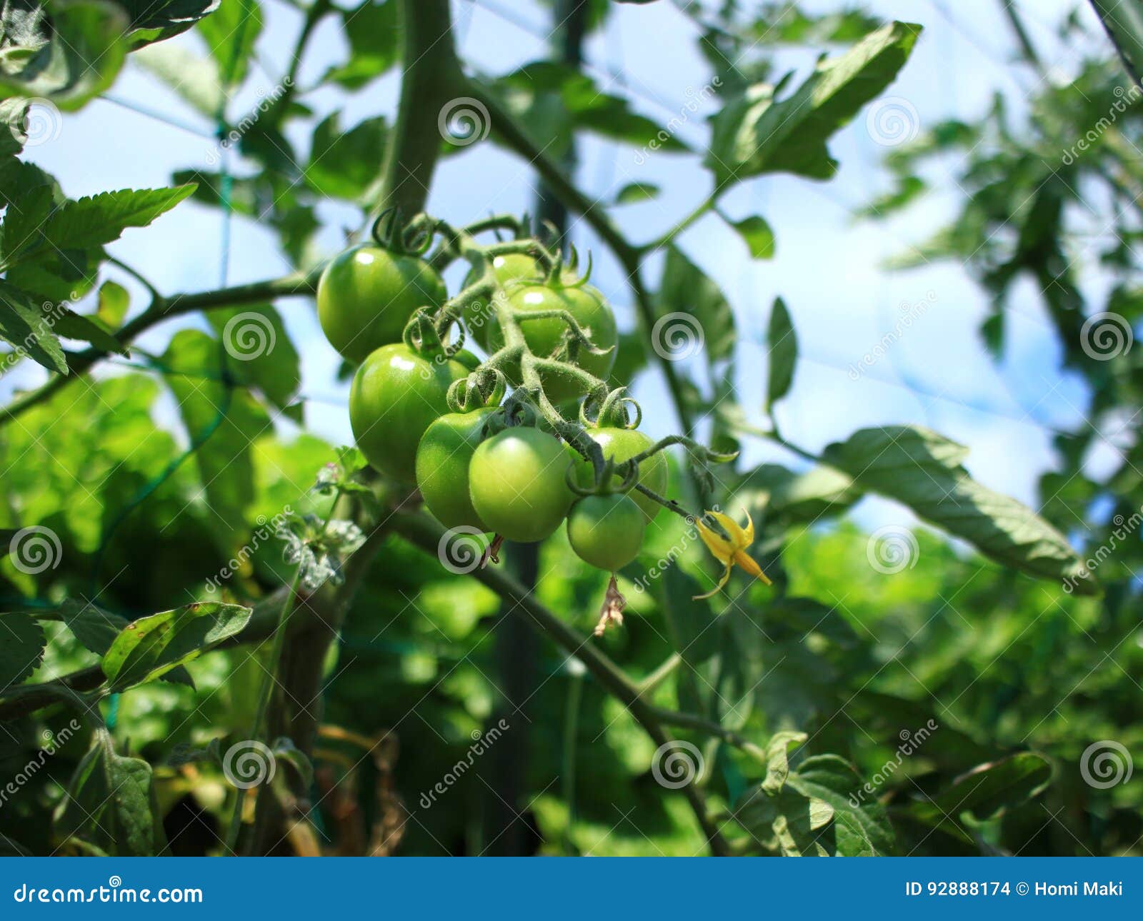 Petit tomatoes stock photo. Image of plant, agricultural - 92888174