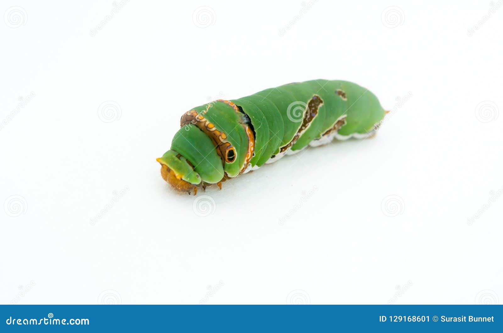 Petit Ver Sur Un Fond Blanc Image stock - Image du larves, couleur ...