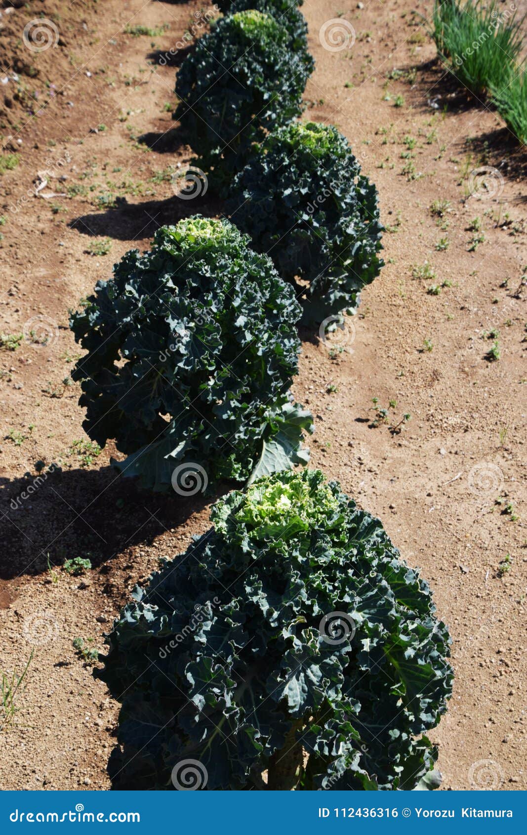 Petit vert stock photo. Image of vegetable, japan, vert - 112436316