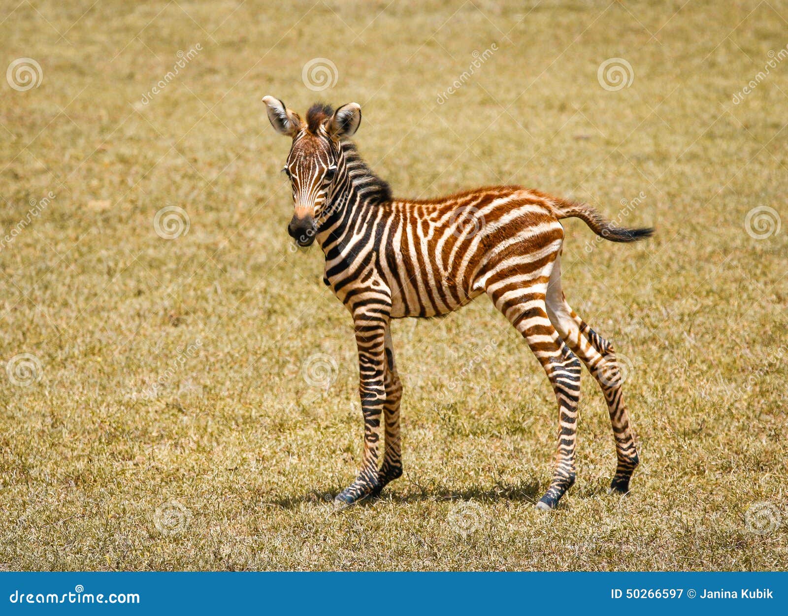 Petit zèbre image stock. Image du brumeux, couleur, rouge - 50266597