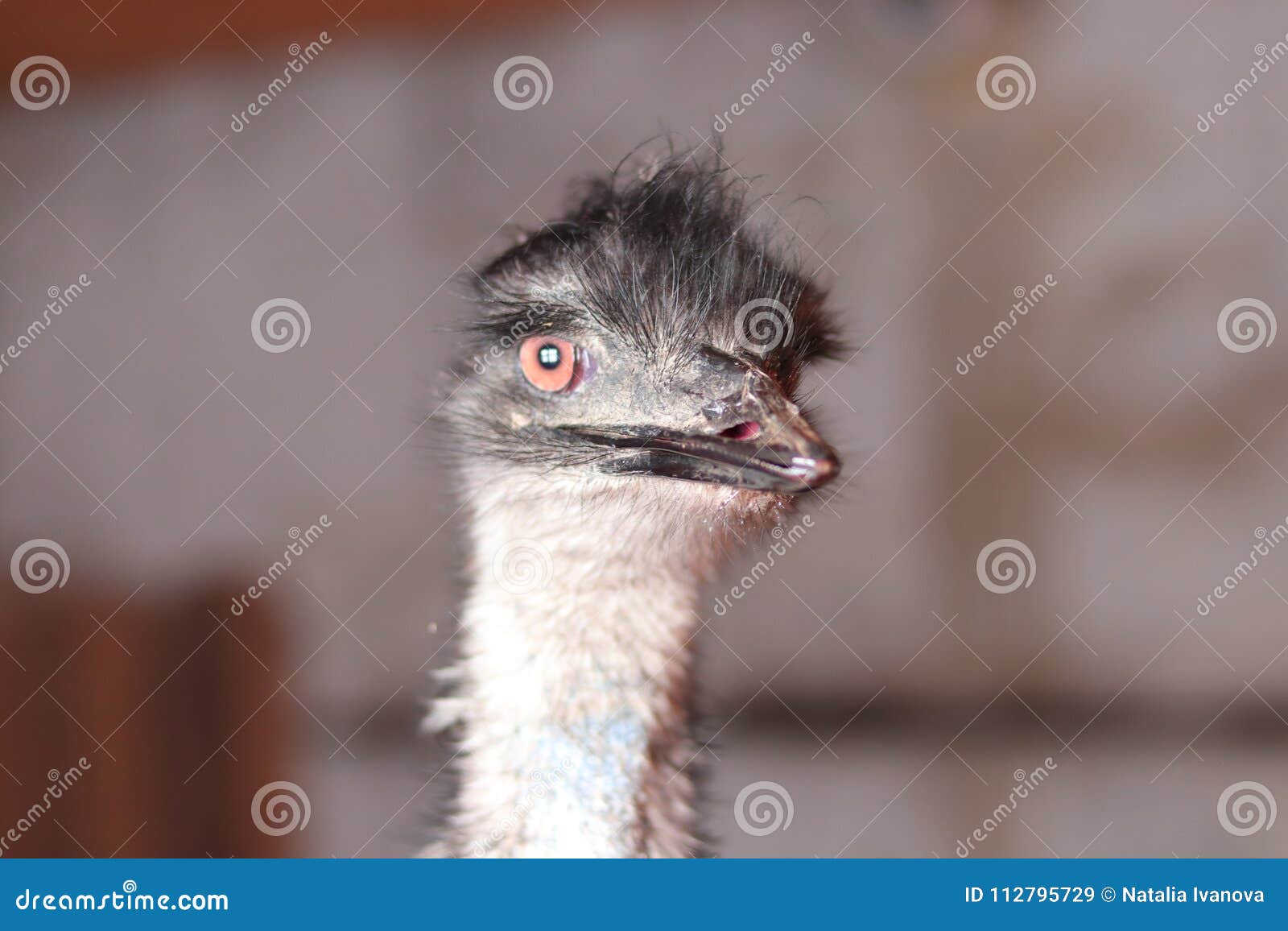 Petite autruche image stock. Image du chéri, autruche - 112795729