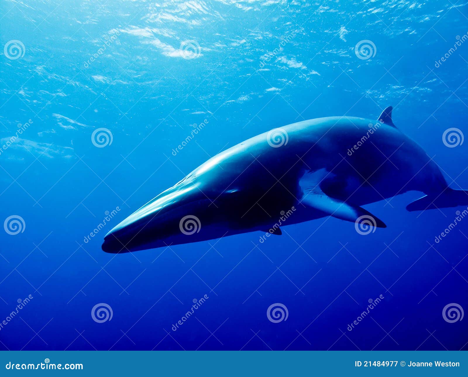 Petite baleine image stock. Image du océan, petit, tourisme - 21484977