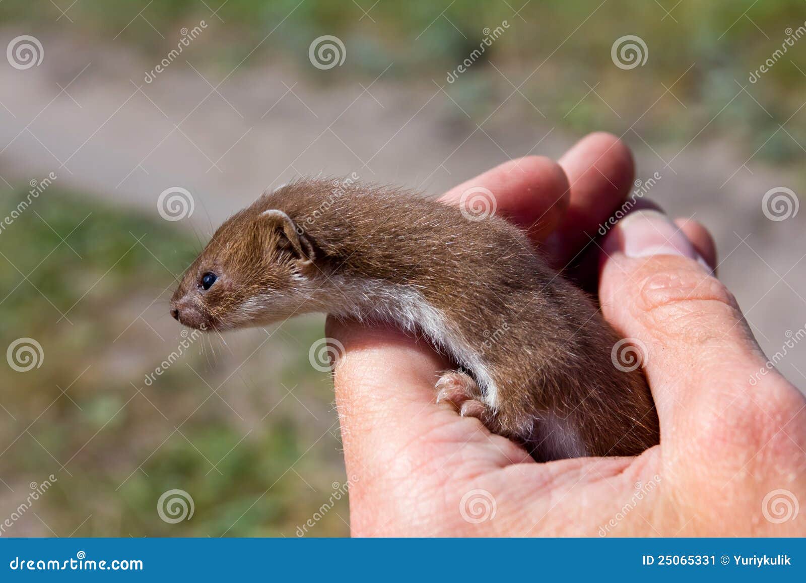 Petite belette image stock. Image du prudemment, belette - 25065331