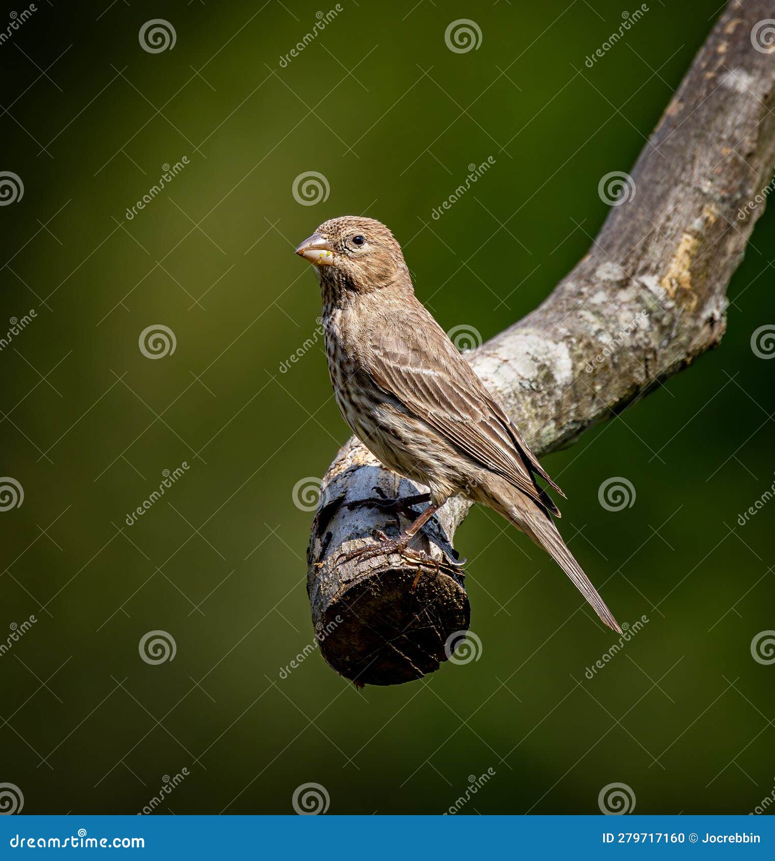 Petite Female Perches on Tree Branch in Spring Stock Photo - Image of ...
