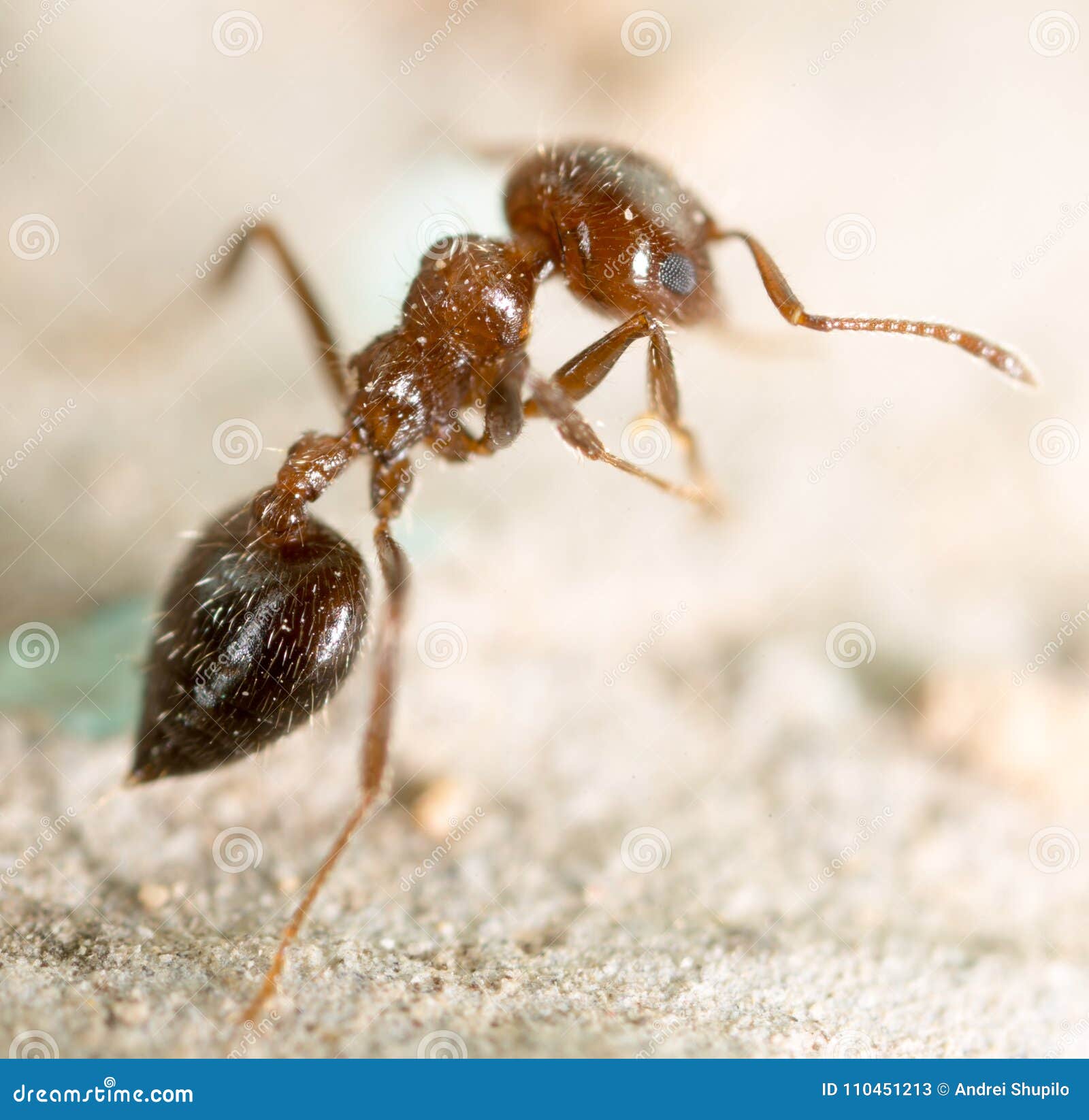 Petite Fourmi En Nature Instruction-macro Superbe Image stock - Image ...